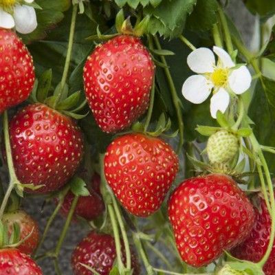 Fraises 500g - Pleine Campagne : vente de produits alimentaires secteur ...
